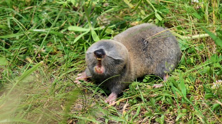 Ekspert: gryzoń ślepiec piaskowy mógł wyginąć z powodu zniszczenia tamy ...