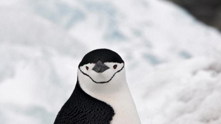 Pingwiny maskowe zasypiają tysiące razy dziennie na 4 sekundy | Nauka w ...