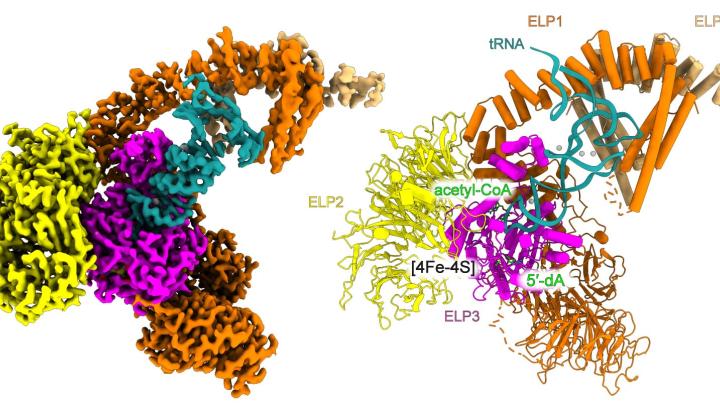 Naukowcy pokazują strukturę ludzkiego Elongatora | Nauka w Polsce